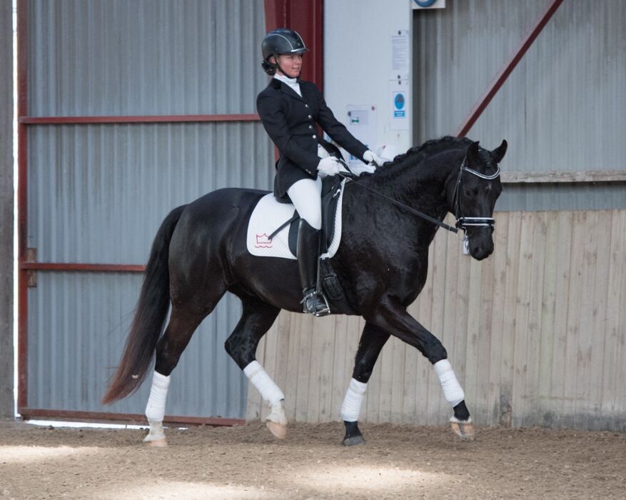 Sorte (HST 160080) - Heste-Nettet.dk