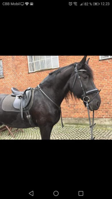 Hest til salg: Haske (HST 163924) - Frieser til salg - Heste-Nettet.dk