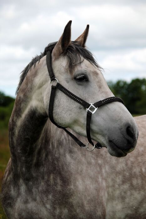 Lambrié Vejen (208333DW0801268) - Heste-Nettet.dk