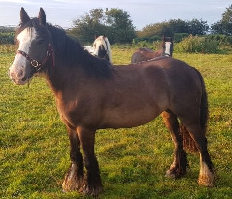 Hest til salg: Diana (826069000222850) - rolig tinker pony - Heste ...