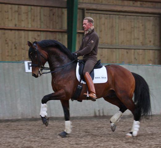 Angrib Firfod (0005273) - Heste-Nettet.dk