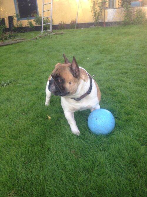 FØJ de hundeprutter - Alt om andre dyr - Heste-Nettet.dk